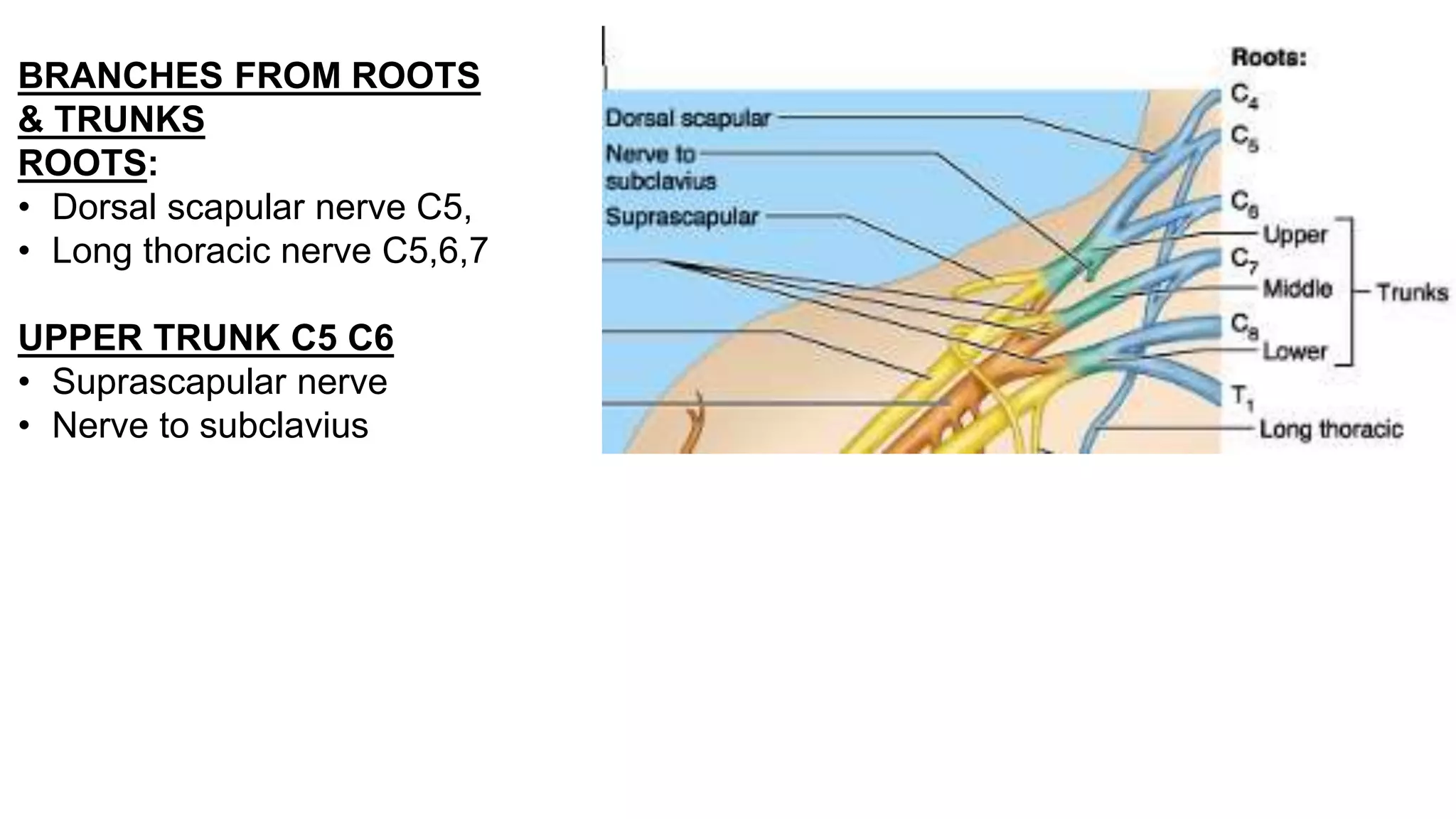 Nerve injuries of Upper Limb | PPTX