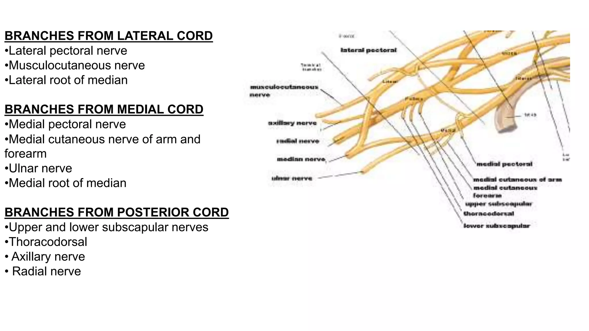 Nerve injuries of Upper Limb | PPTX