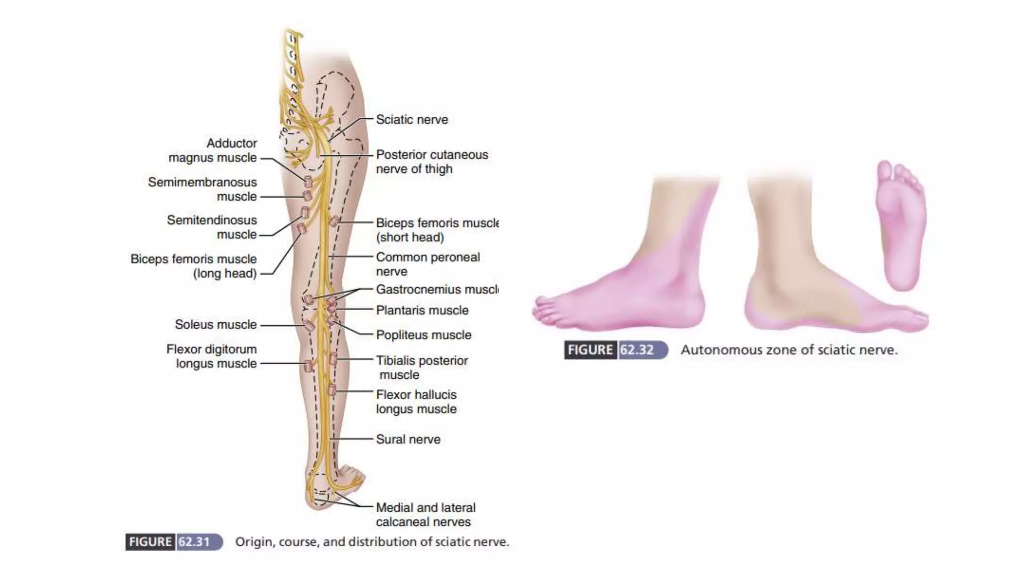 Nerve injuries | PPTX