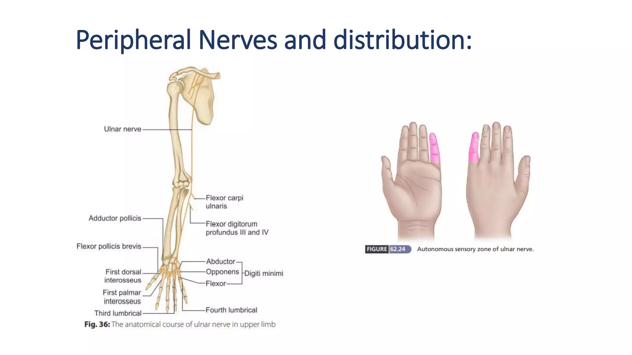 Nerve injuries | PPTX