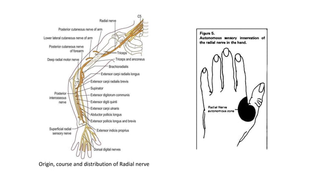 Nerve injuries | PPT