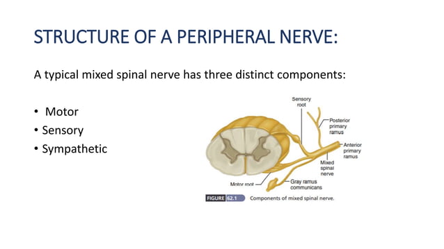 Nerve injuries | PPT