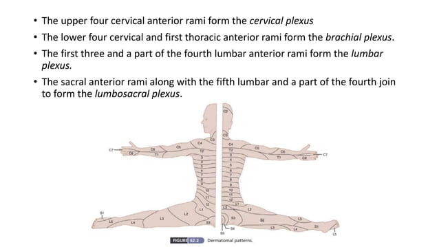 Nerve injuries | PPT