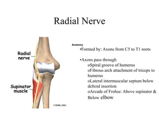Nerve injuries prof g s patnaik | PPT