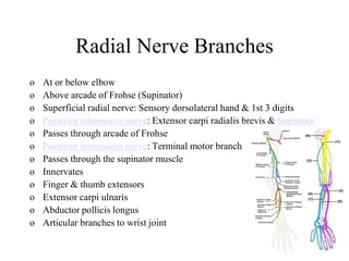 Nerve injuries prof g s patnaik | PPT