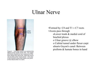 Nerve injuries prof g s patnaik | PPT