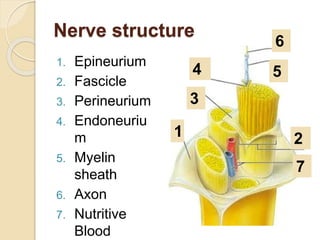 Nerve injury | PPTX