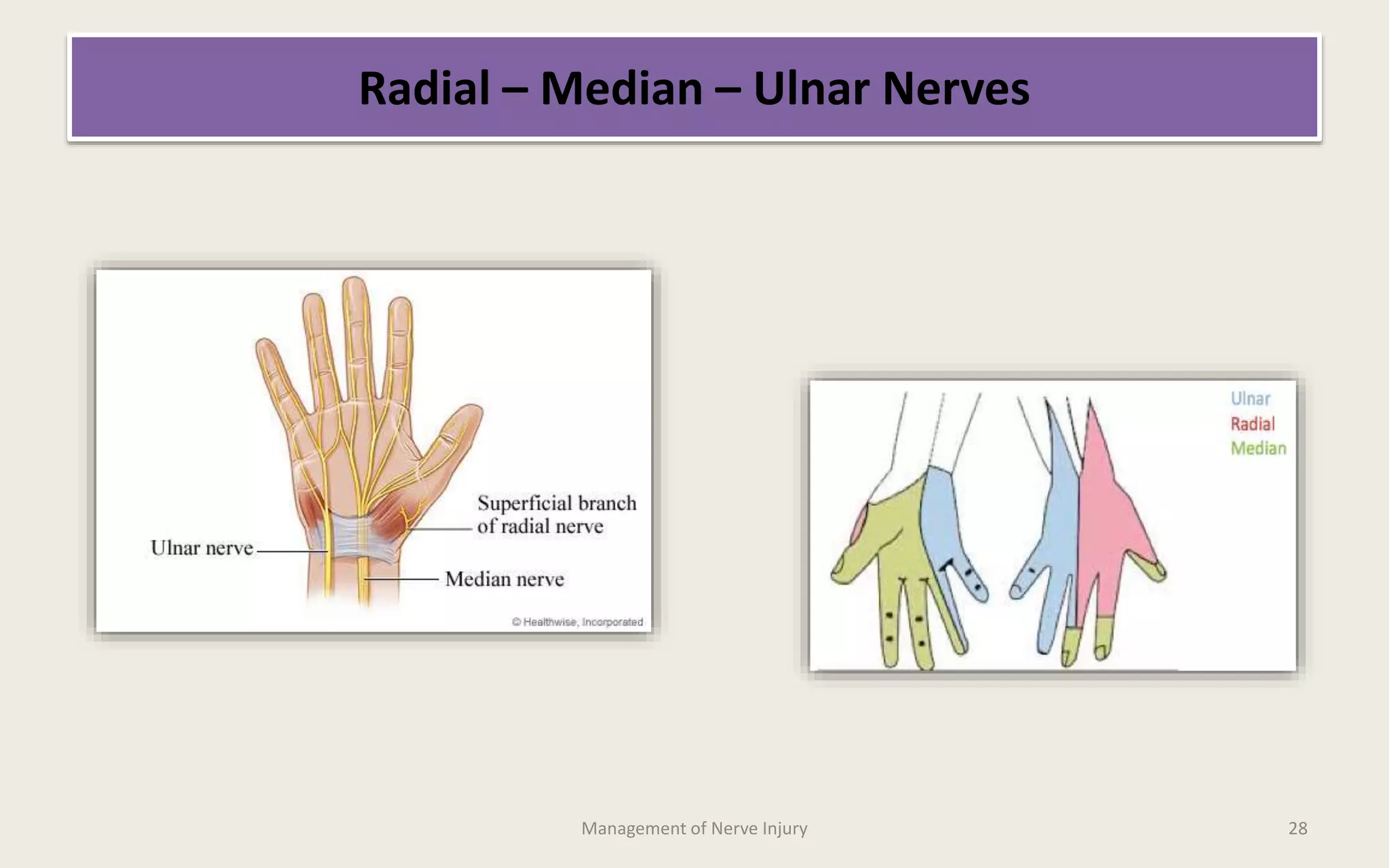 Management of Nerve Injury | PPTX