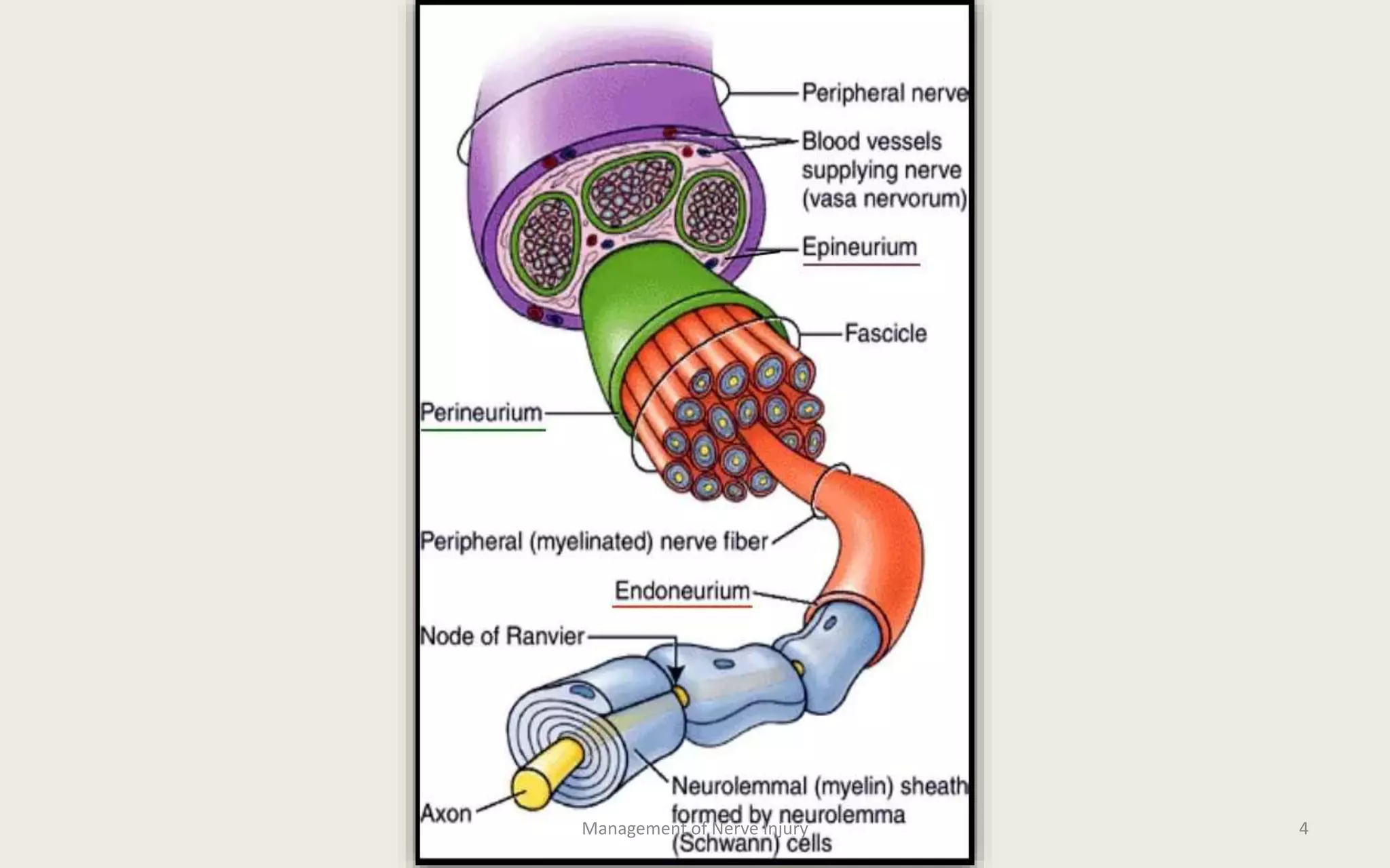 Management of Nerve Injury | PPTX