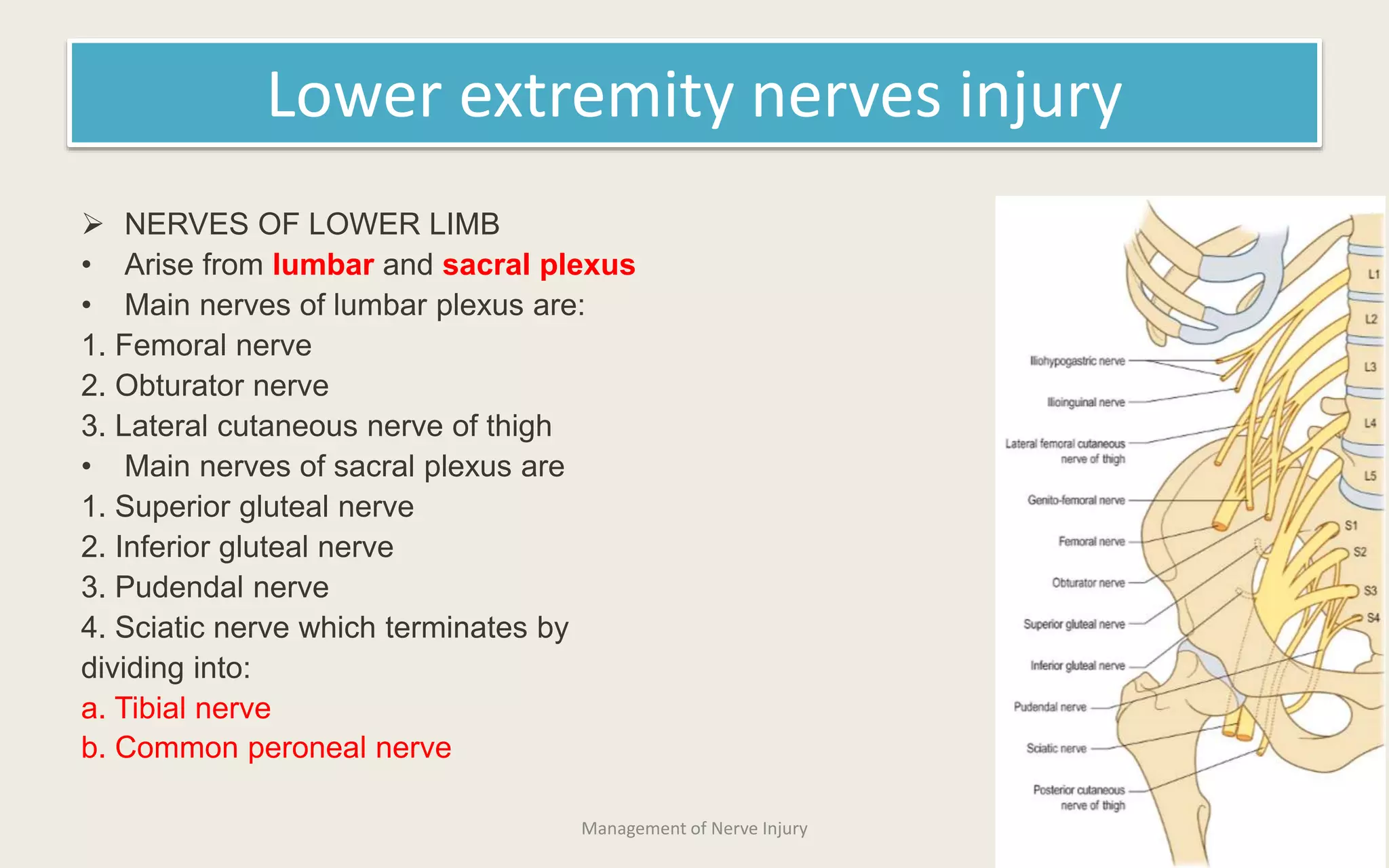 Management of Nerve Injury | PPTX