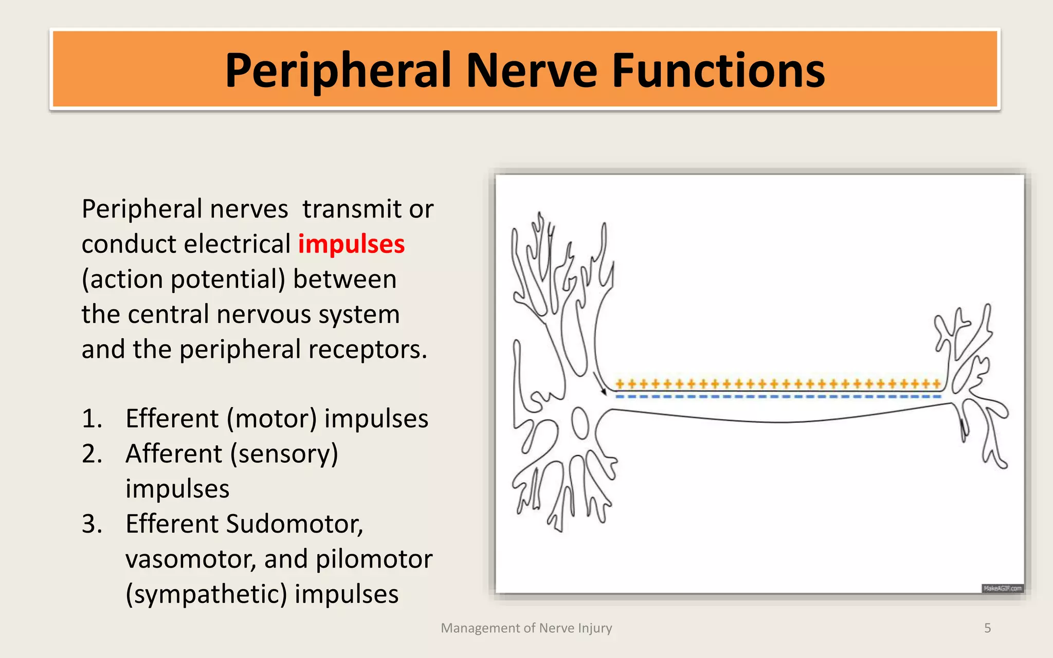 Management of Nerve Injury | PPTX