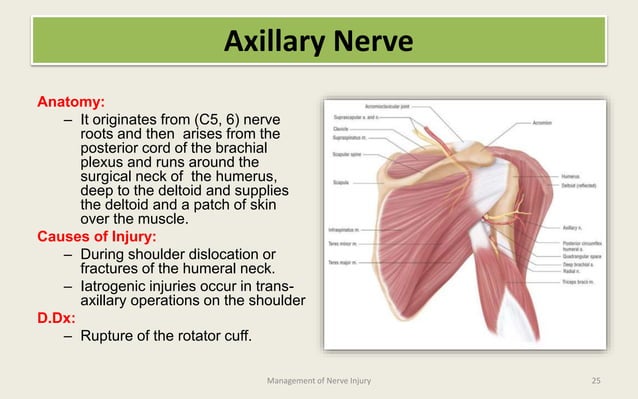 Management of Nerve Injury | PPTX