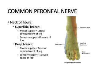 NERVE INJURY-WPS Office. Sciatic nerve and common Peroneal nerve | PPTX