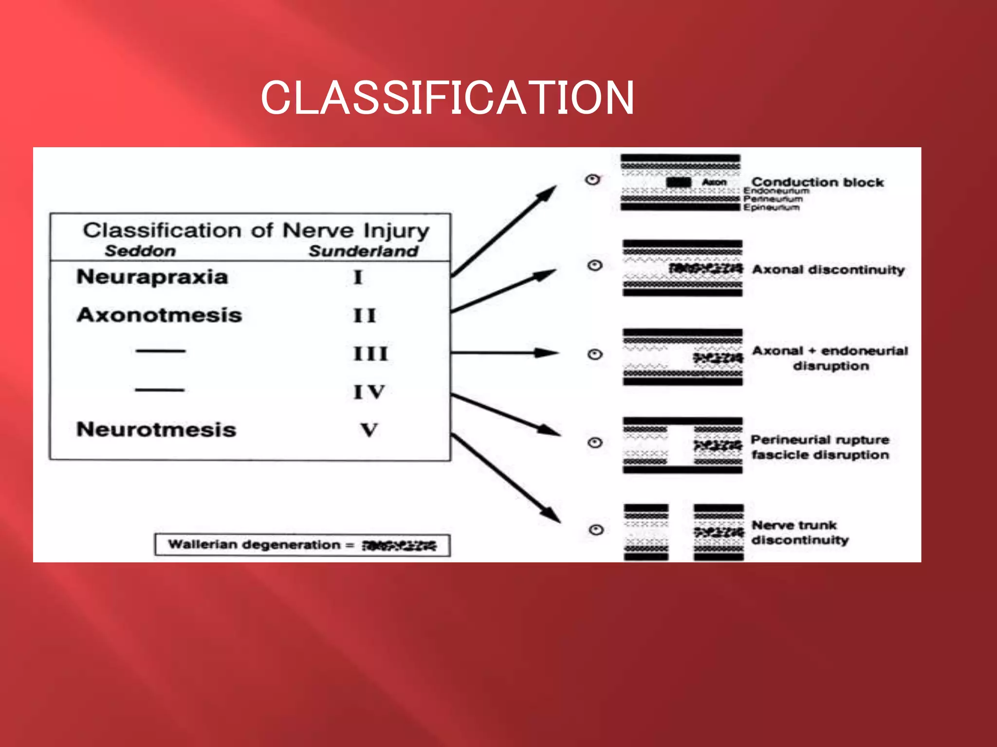 Nerve injury and its treatment | PPTX