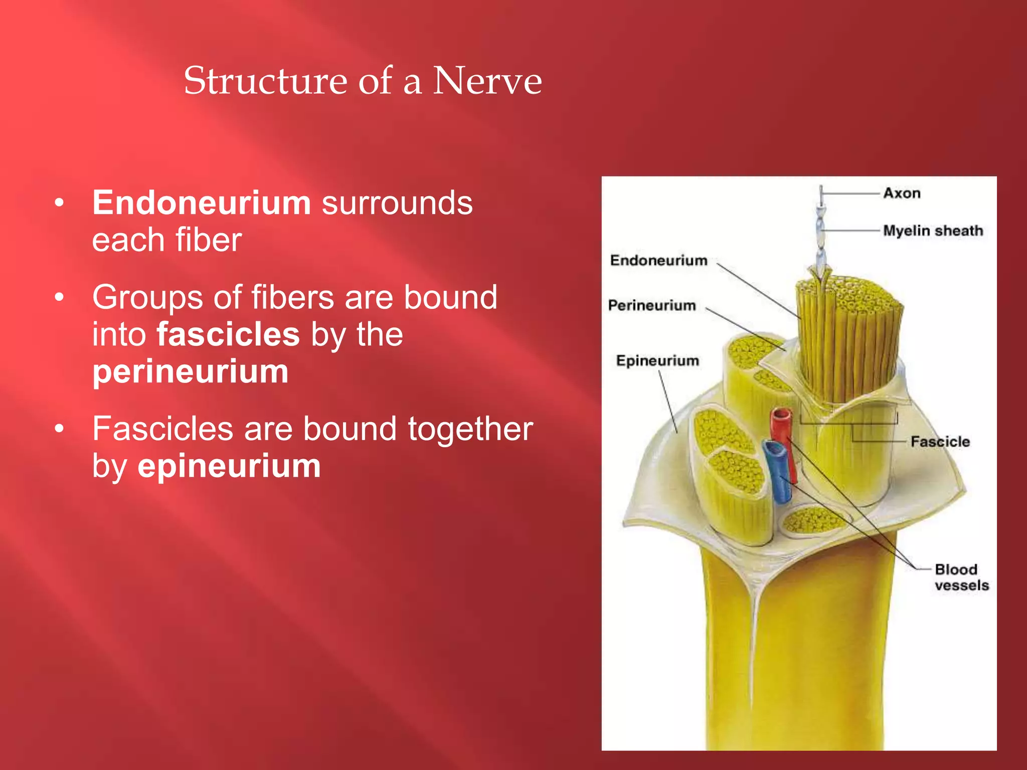 Nerve injury and its treatment | PPTX