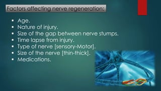Nerve injury and repair | PPT