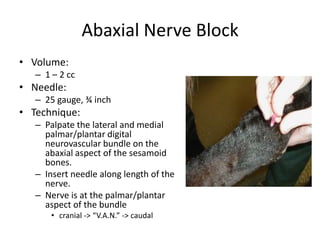 Equine Nerve & Joint Blocks | PPTX
