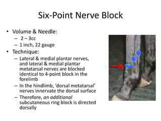 Equine Nerve & Joint Blocks | PPTX