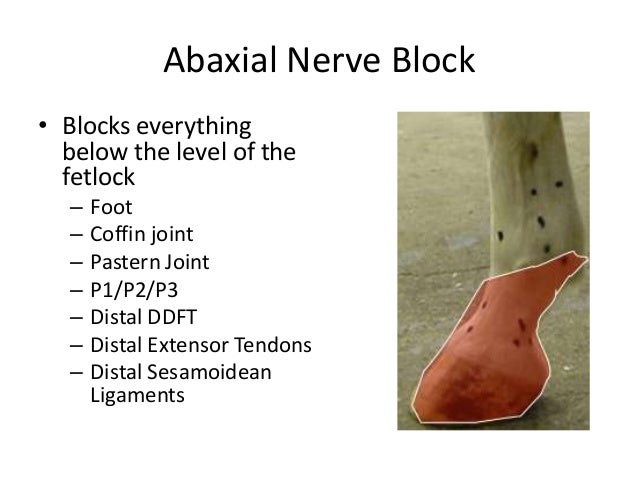Equine Nerve & Joint Blocks