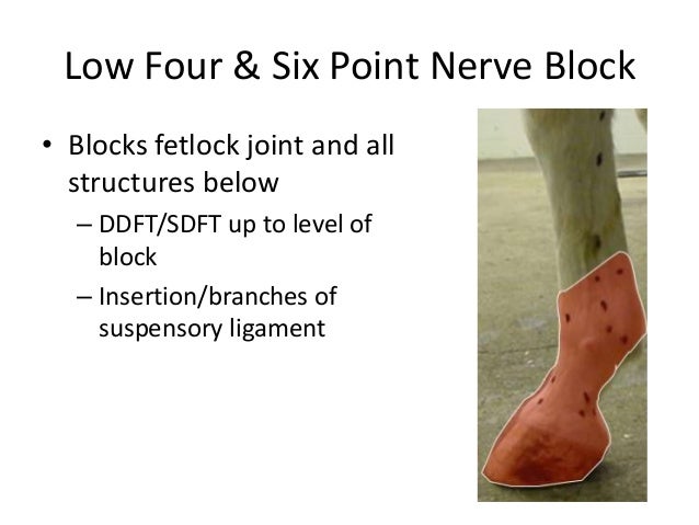 Equine Nerve & Joint Blocks