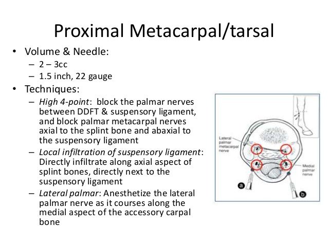 Equine Nerve & Joint Blocks