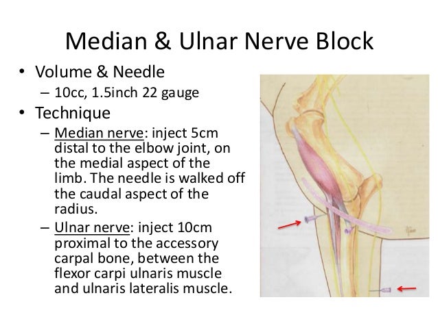 Equine Nerve & Joint Blocks