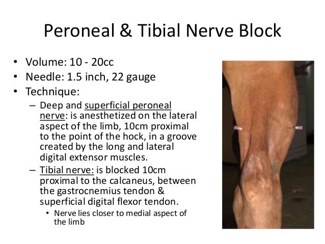 Equine Nerve & Joint Blocks
