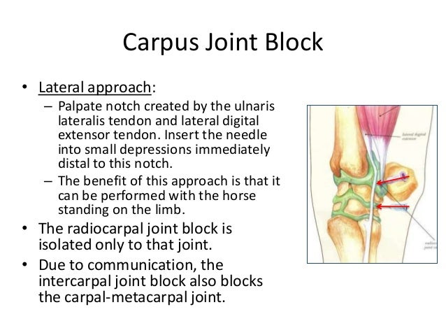 Equine Nerve & Joint Blocks