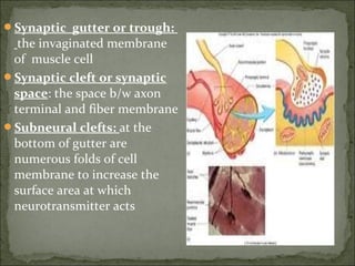 Nerve & muscle final | PPT