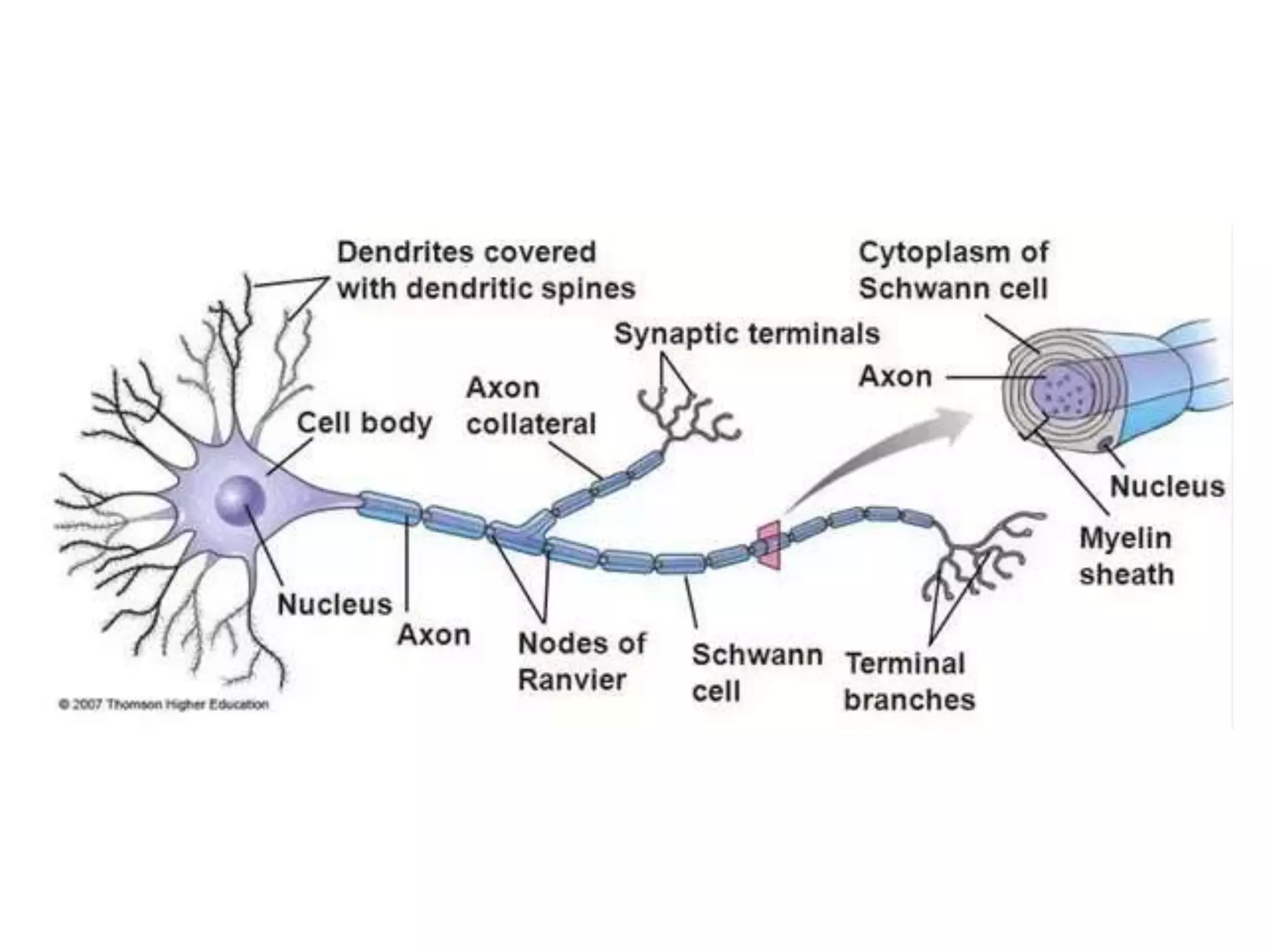 NERVE_MUSCLE_PHYSIOLOGY | PPT