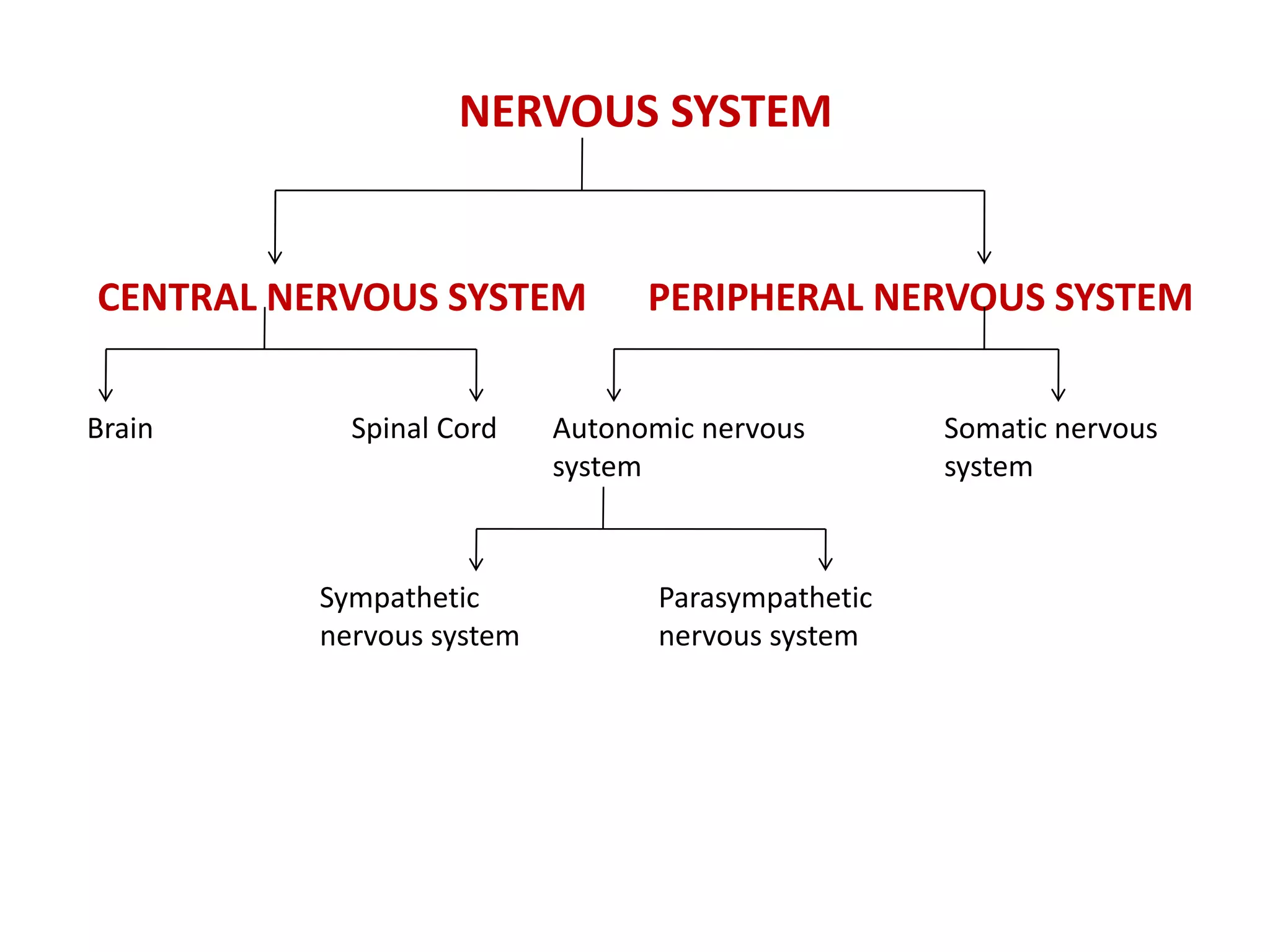 NERVE_MUSCLE_PHYSIOLOGY | PPT