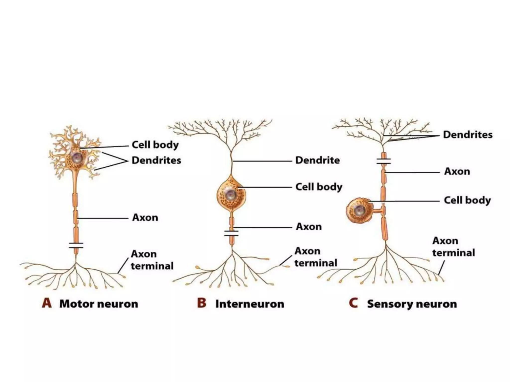 NERVE_MUSCLE_PHYSIOLOGY | PPT