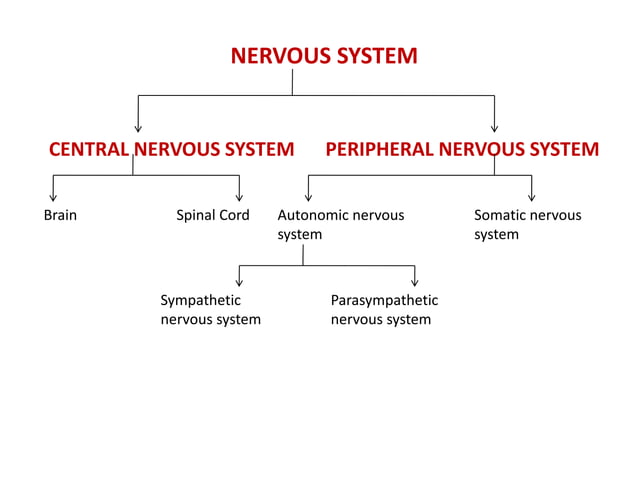 NERVE_MUSCLE_PHYSIOLOGY | PPT | Brain and Nervous System Disorders ...