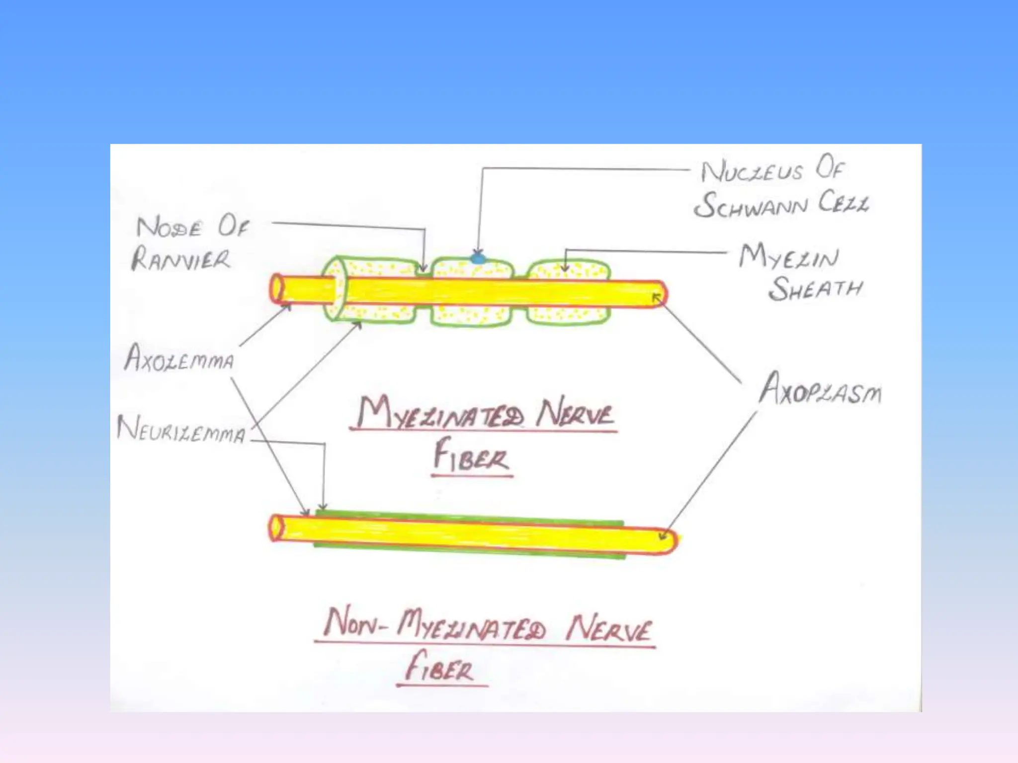 NERVE_MUSCLE_PHYSIOLOGY-Specialized function of neurons – integration ...