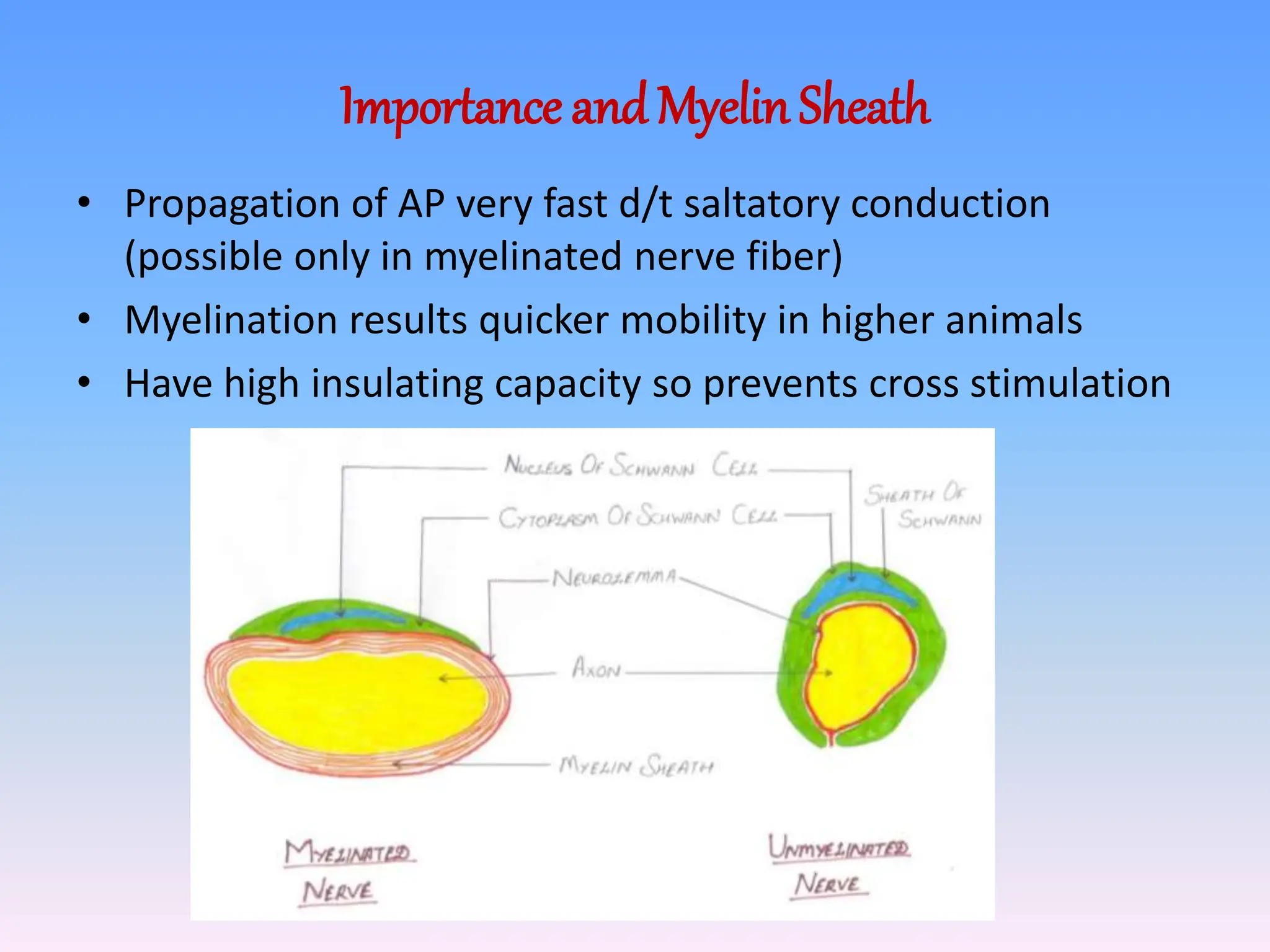 NERVE_MUSCLE_PHYSIOLOGY-Specialized function of neurons – integration ...