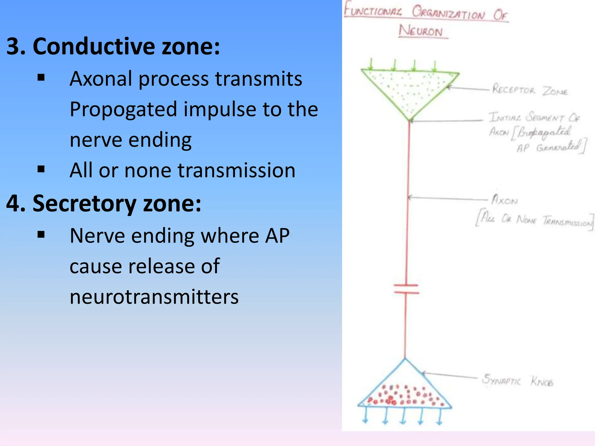 NERVE_MUSCLE_PHYSIOLOGY-Specialized function of neurons – integration ...