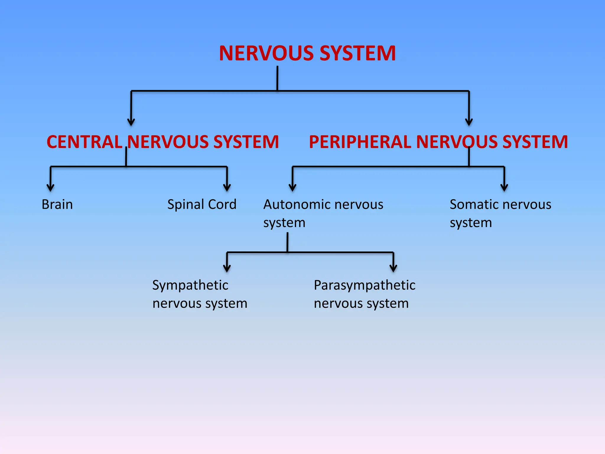 NERVE_MUSCLE_PHYSIOLOGY-Specialized function of neurons – integration ...