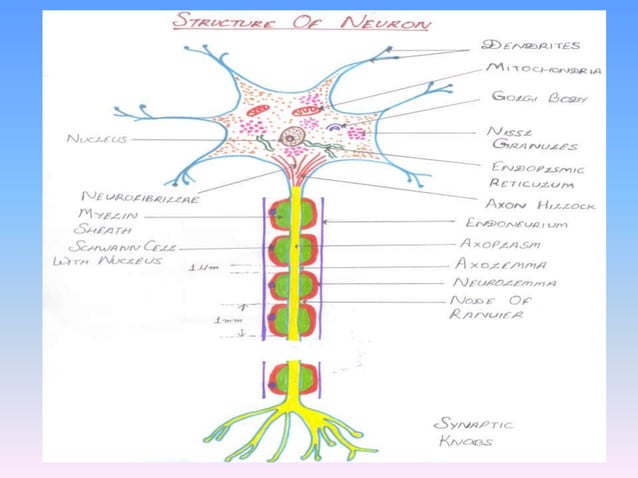 NERVE_MUSCLE_PHYSIOLOGY-Specialized function of neurons – integration ...
