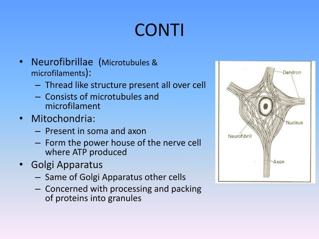 NERVE_MUSCLE_PHYSIOLOGY-Specialized function of neurons – integration ...