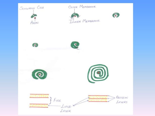 NERVE_MUSCLE_PHYSIOLOGY-Specialized function of neurons – integration ...