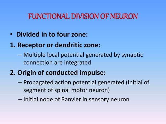 NERVE_MUSCLE_PHYSIOLOGY-Specialized function of neurons – integration ...