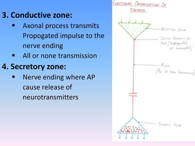 NERVE_MUSCLE_PHYSIOLOGY-Specialized function of neurons – integration ...