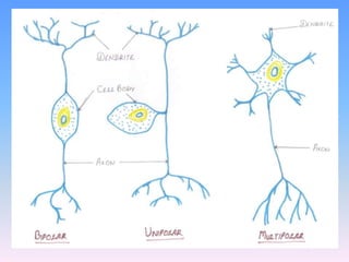 NERVE_MUSCLE_PHYSIOLOGY-Specialized function of neurons – integration ...