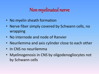 NERVE_MUSCLE_PHYSIOLOGY-16-12-14 (2).ppt