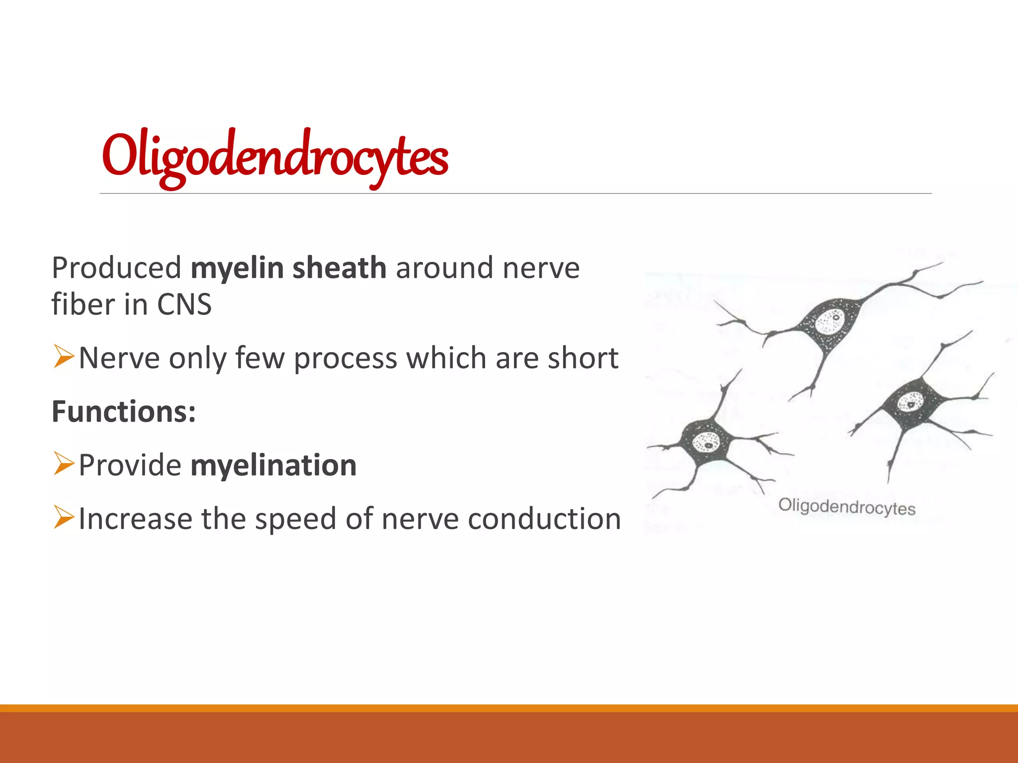 NERVE_MUSCLE_PHYSIOLOGY-PART 2.ppt