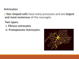 NERVE_MUSCLE_PHYSIOLOGY-PART 2.ppt | Brain and Nervous System Disorders ...