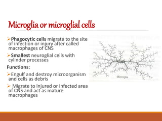 NERVE_MUSCLE_PHYSIOLOGY-PART 2.ppt