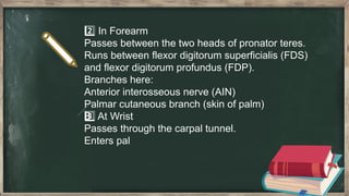 Nerve of Anterior compartment presented by SK.Rasheeda Tanveer | PPTX