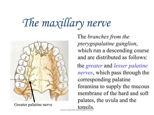 Nerve supply of teeth /endodontic courses | PPT