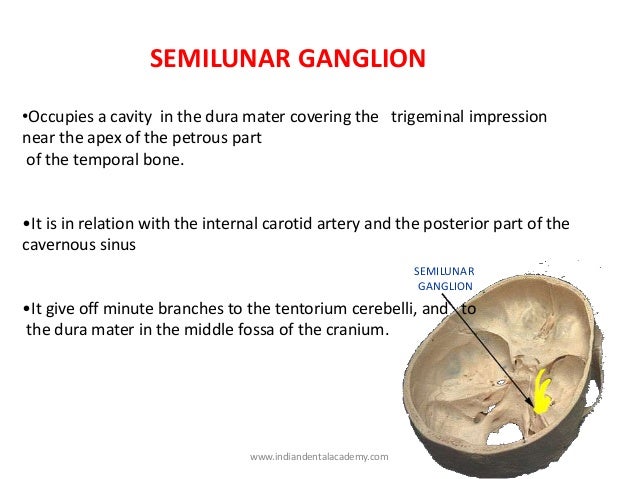 Nerve supply of teeth /endodontic courses